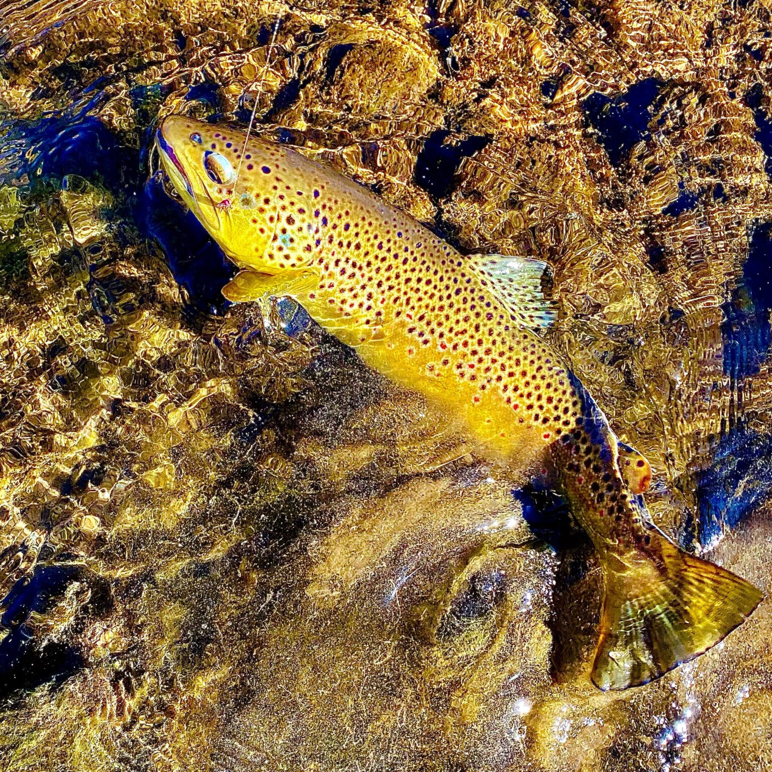 Utah Spring Trout Fishing - Utah Fly Fishing Lodge, Pheasant Hunting ...