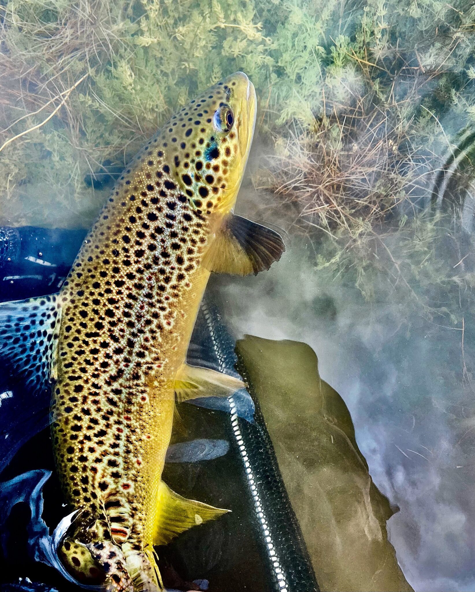 Utah Spring Trout Fishing - Utah Fly Fishing Lodge, Pheasant Hunting ...