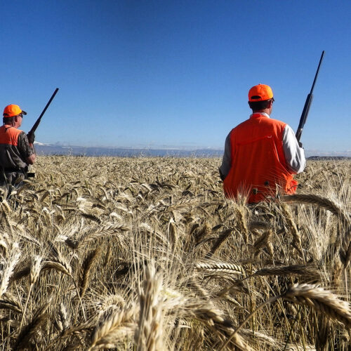 Pheasant Hunting Information And Packing List - Utah Fly Fishing Lodge ...